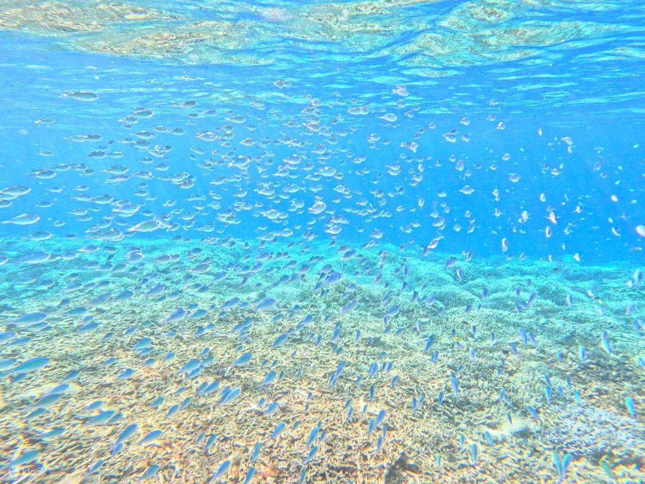 Iriomote Island/Half-day Barasu Island Boat Snorkeling Experience ...