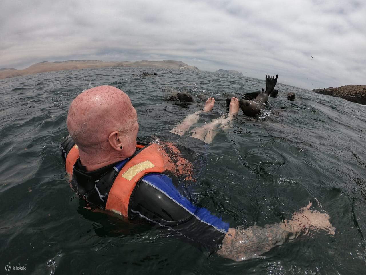 Experience Palomino Islands Swimming with Sea Lions from Lima - Klook ...