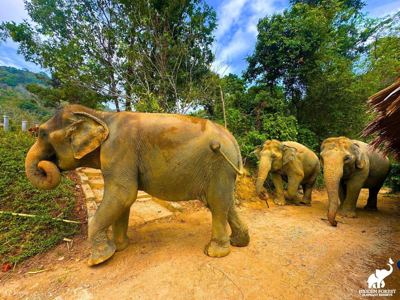 Join In Phuket Hidden Forest Elephant Reserve Sanctuary Experience in ...
