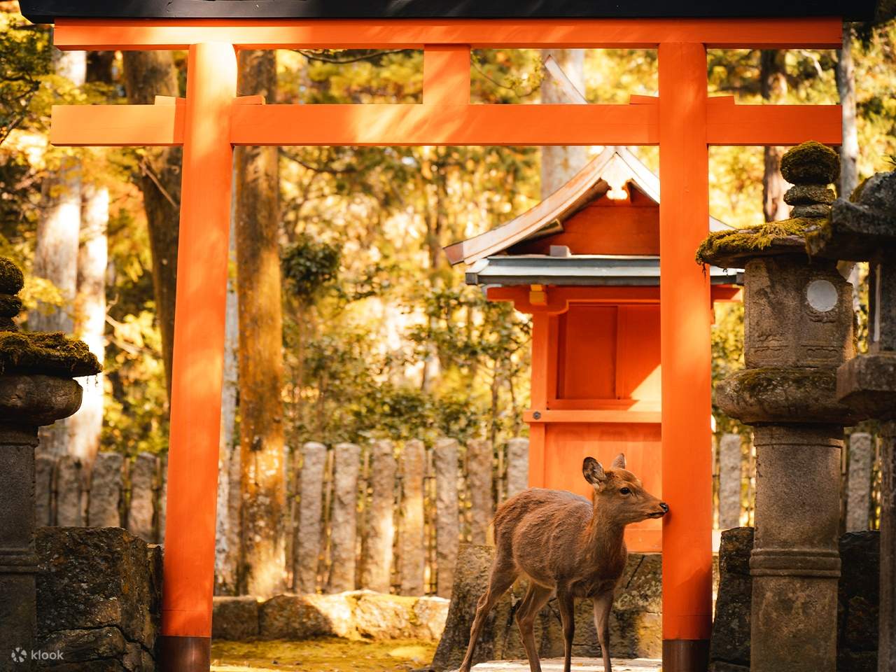 Nara Wakakusa Mountain Burning Festival + Kasuga Taisha Shrine, Nara Park, Fushimi Inari Taisha ...