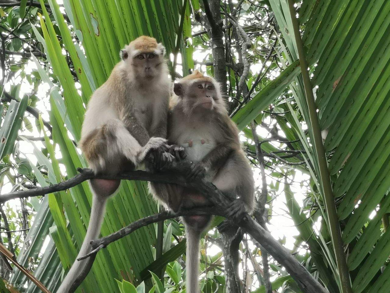 Bongawan Mangrove River Cruise & Fireflies Tour in Sabah – A Magical ...