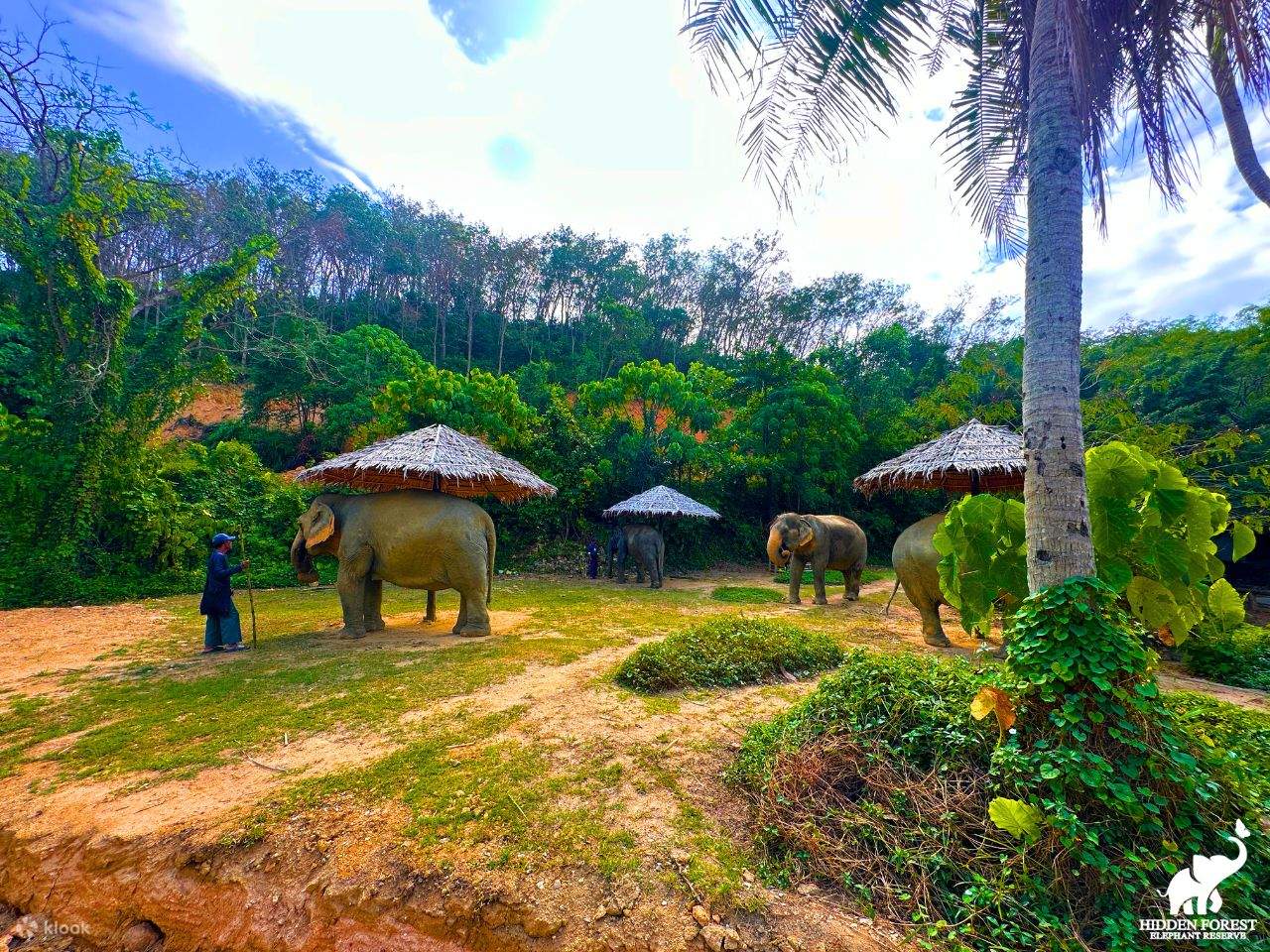 Join In Phuket Hidden Forest Elephant Reserve Sanctuary Experience in ...
