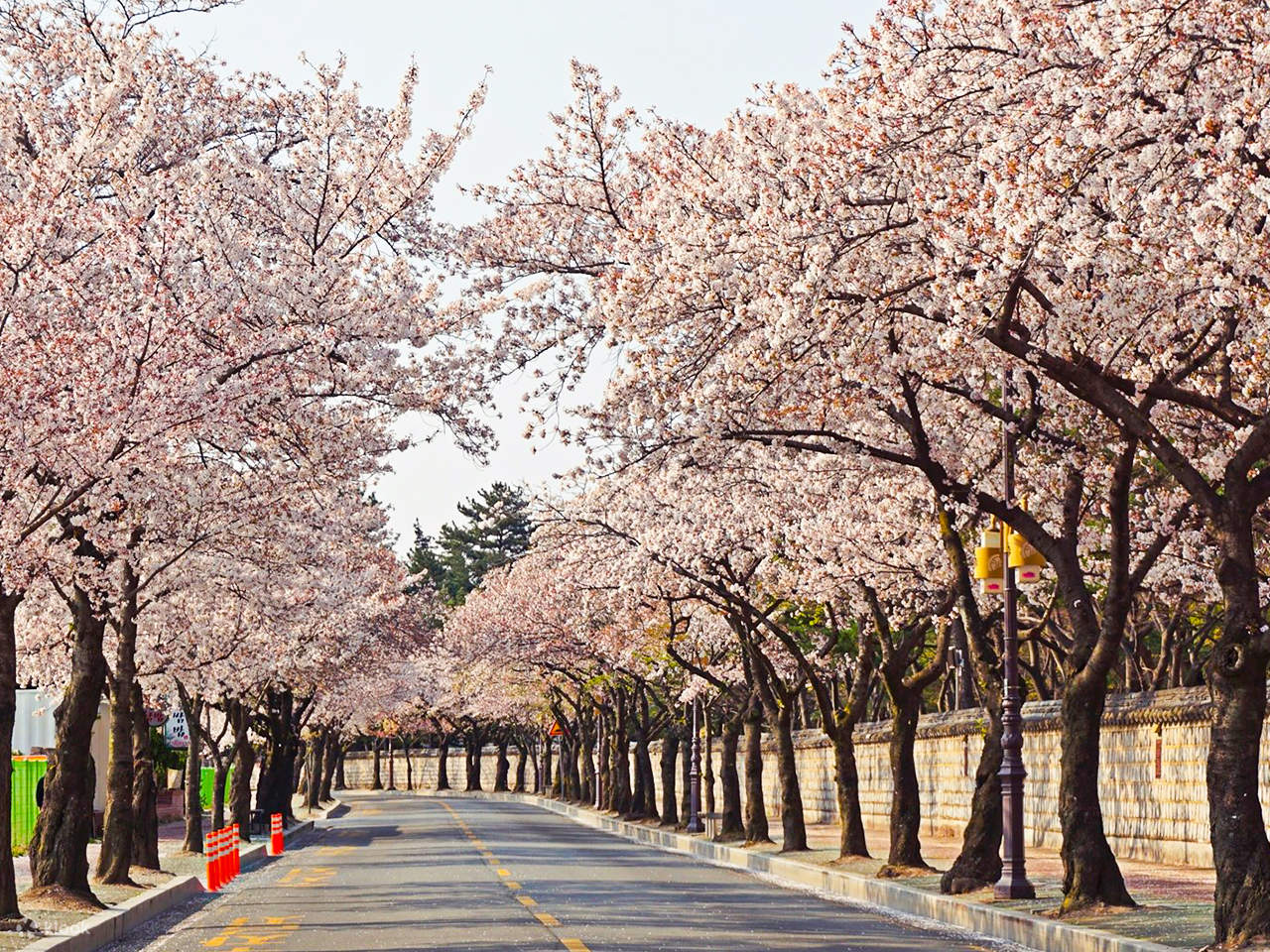 Spring Cherry Blossom Journey from Busan to Gyeongju - Klook Hong Kong