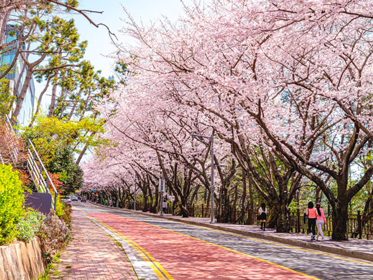Spring Cherry Blossom Journey from Busan to Gyeongju - Klook Philippines