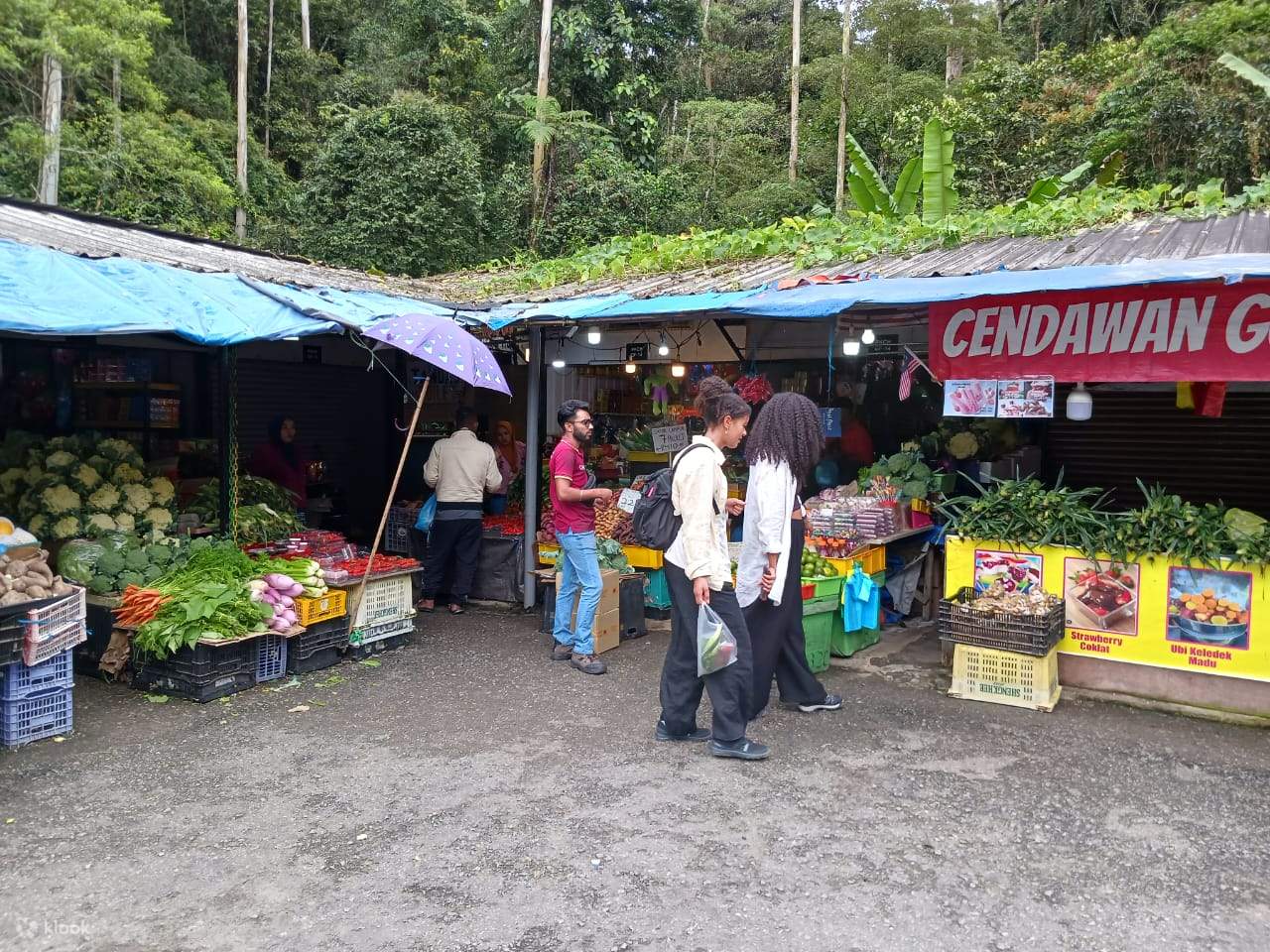 Cameron Highland Private Day Tour From Ipoh - Klook Singapore