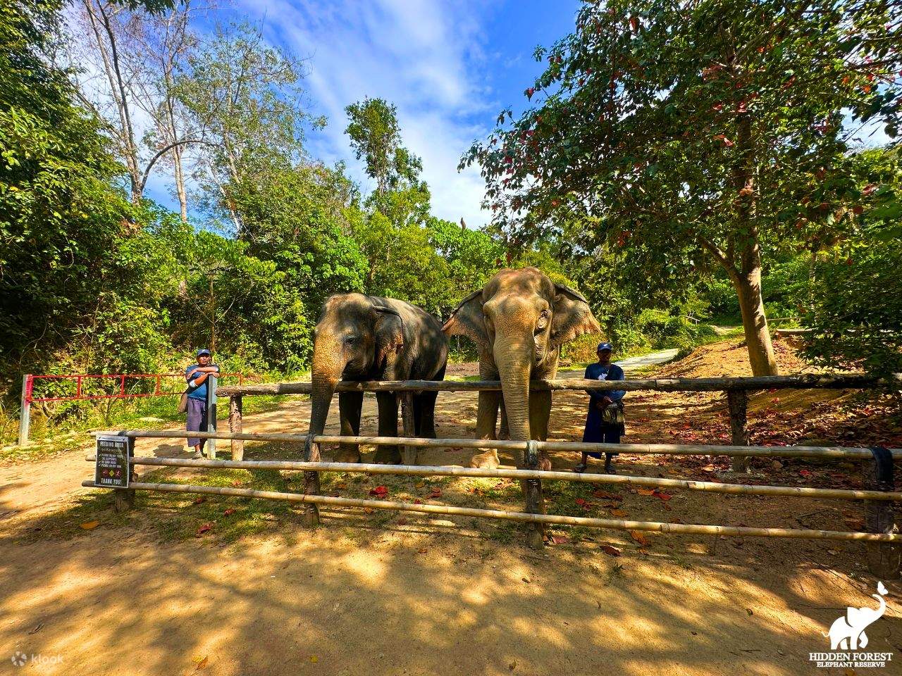 Join In Phuket Hidden Forest Elephant Reserve Sanctuary Experience in ...