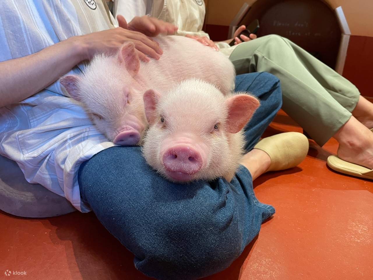 Prenotazione online per mini pig cafe in camera completamente privata ...