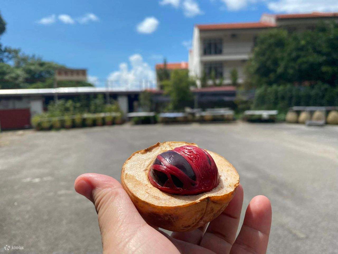 Eat, Drink and Play in Balik Pulau, Penang - Klook