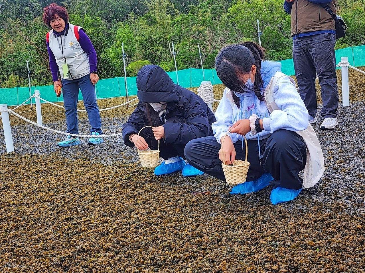Yulai Mushroom & Algae Harvesting Experience - Klook