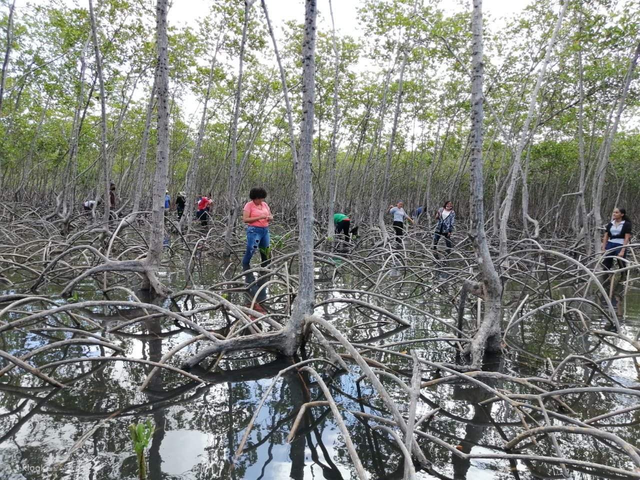 Punta Cana: Los Haitises Hike & Kayaking Mangroves - Klook United Kingdom