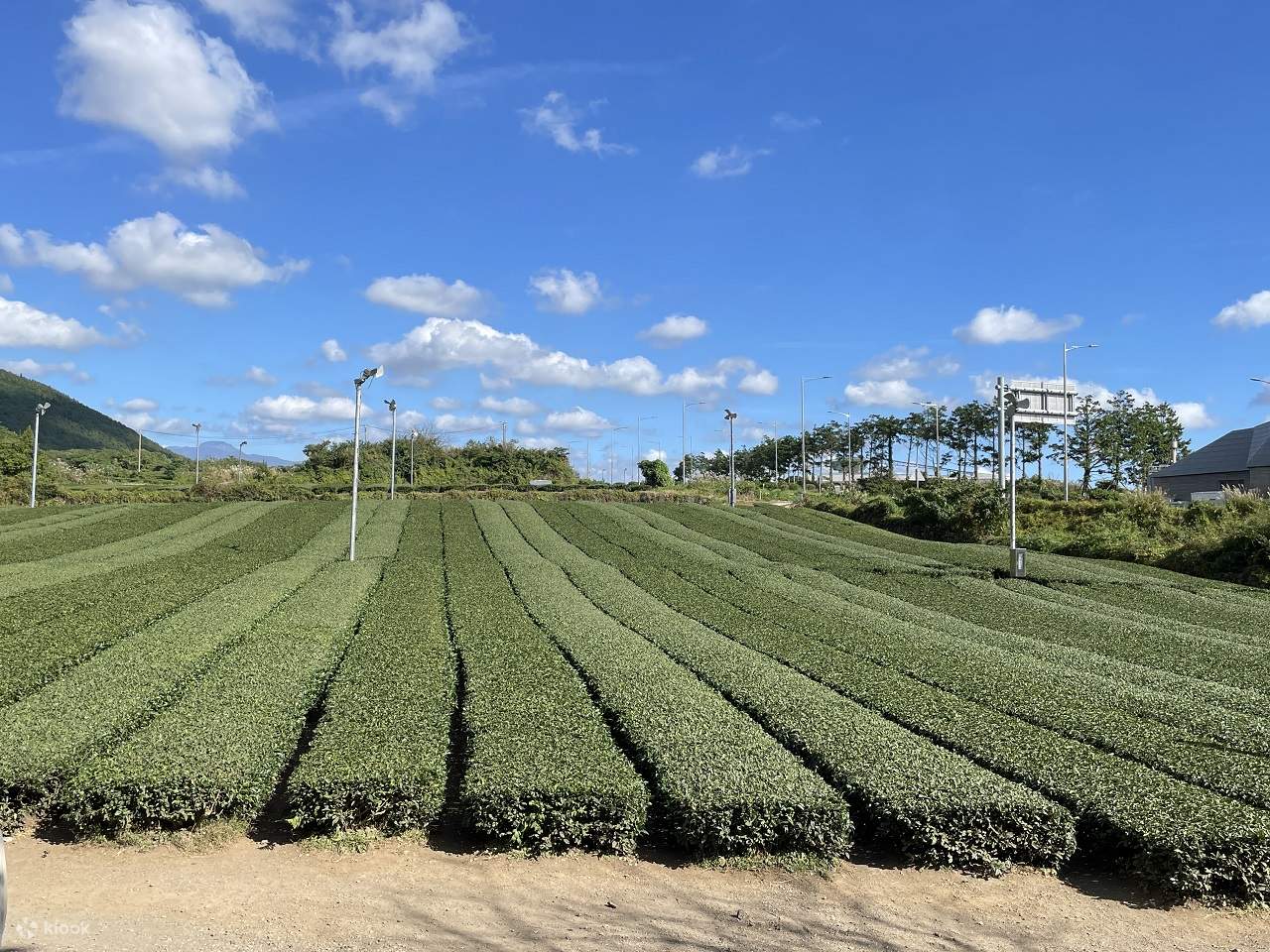 Western Jeju Island Day Tour - Klook