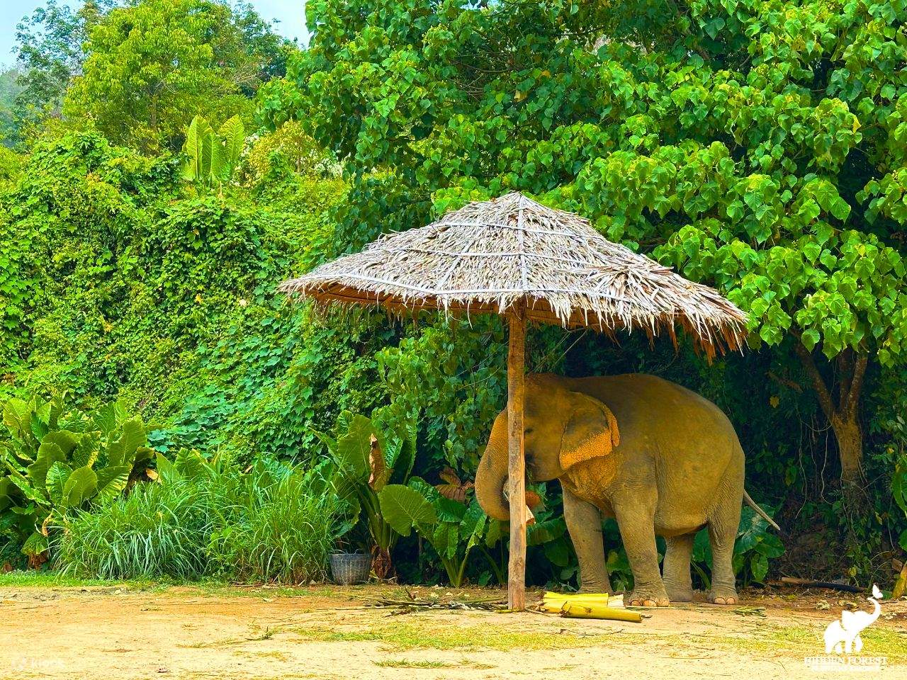 Join In Phuket Hidden Forest Elephant Reserve Sanctuary Experience in ...