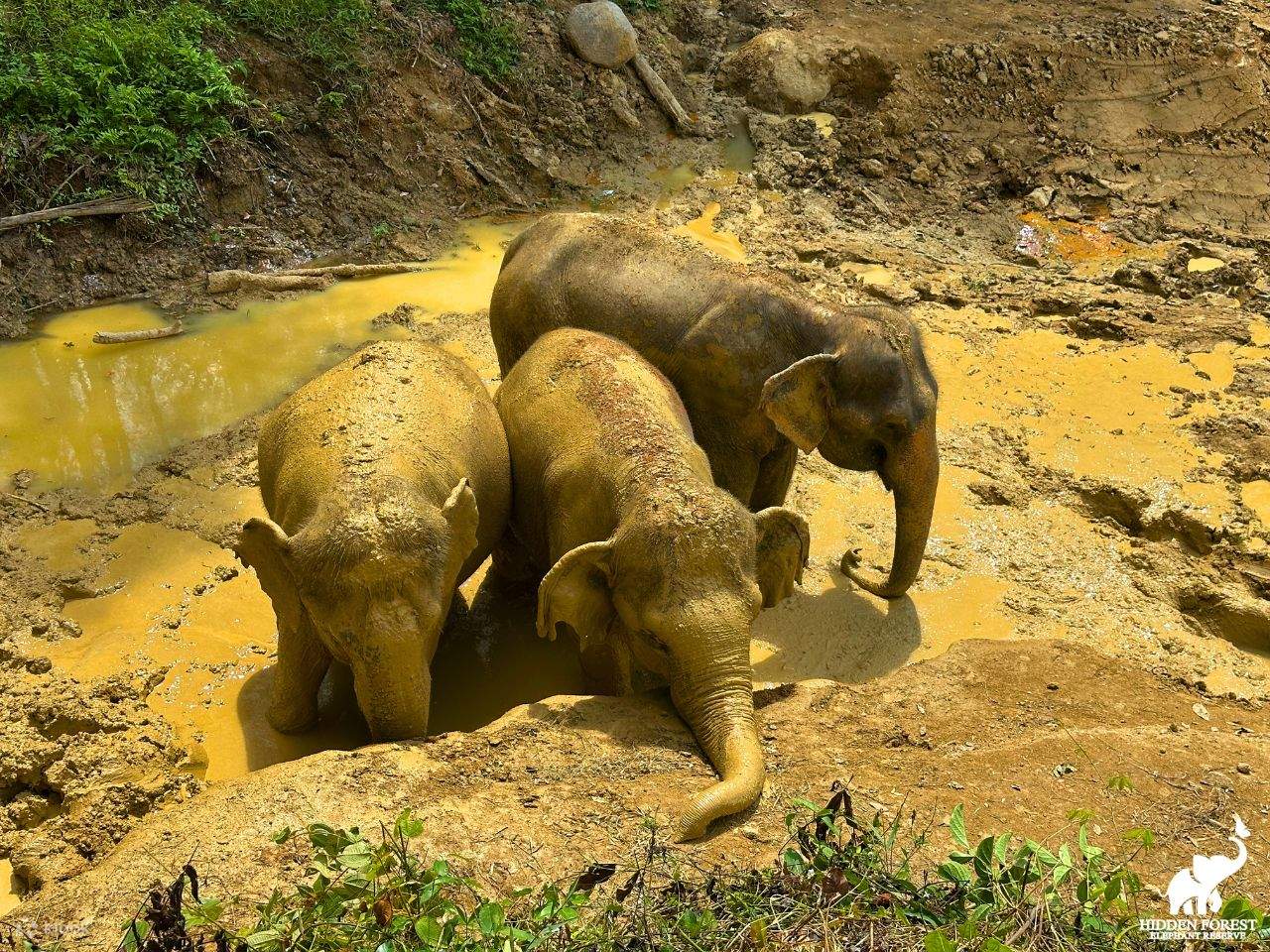 Join In Phuket Hidden Forest Elephant Reserve Sanctuary Experience in ...