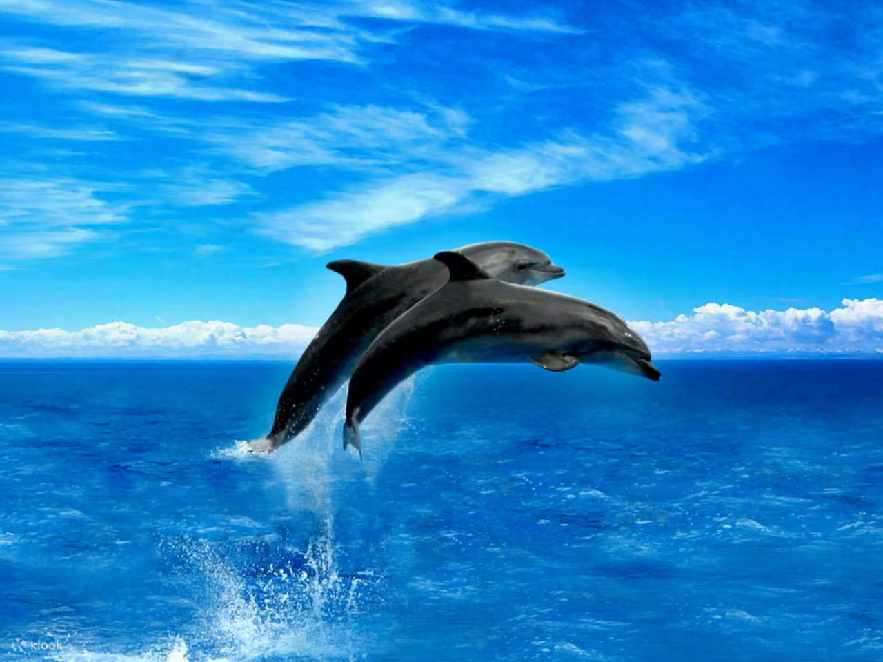 Kyushu Dolphin Watching Day Tour｜Let's go to Amakusa to watch dolphins ...