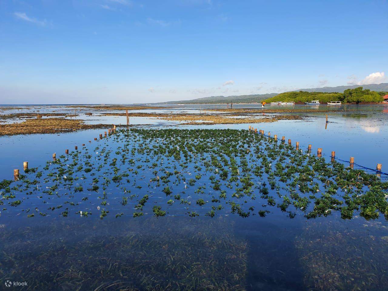 Full Day Nusa Lembongan Cruise by Aneecha Sailing - Klook