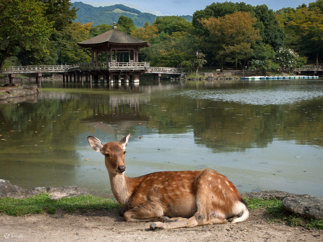 Arashiyama, Nara & Yasaka Shrine & Hanamikoji OneDay Tour from Osaka ...