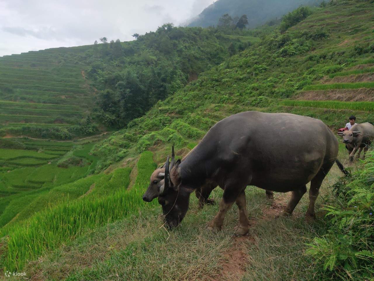 Y Linh Ho - Lao Chai - Ta Van Villa Trekking Day Tour - Klook