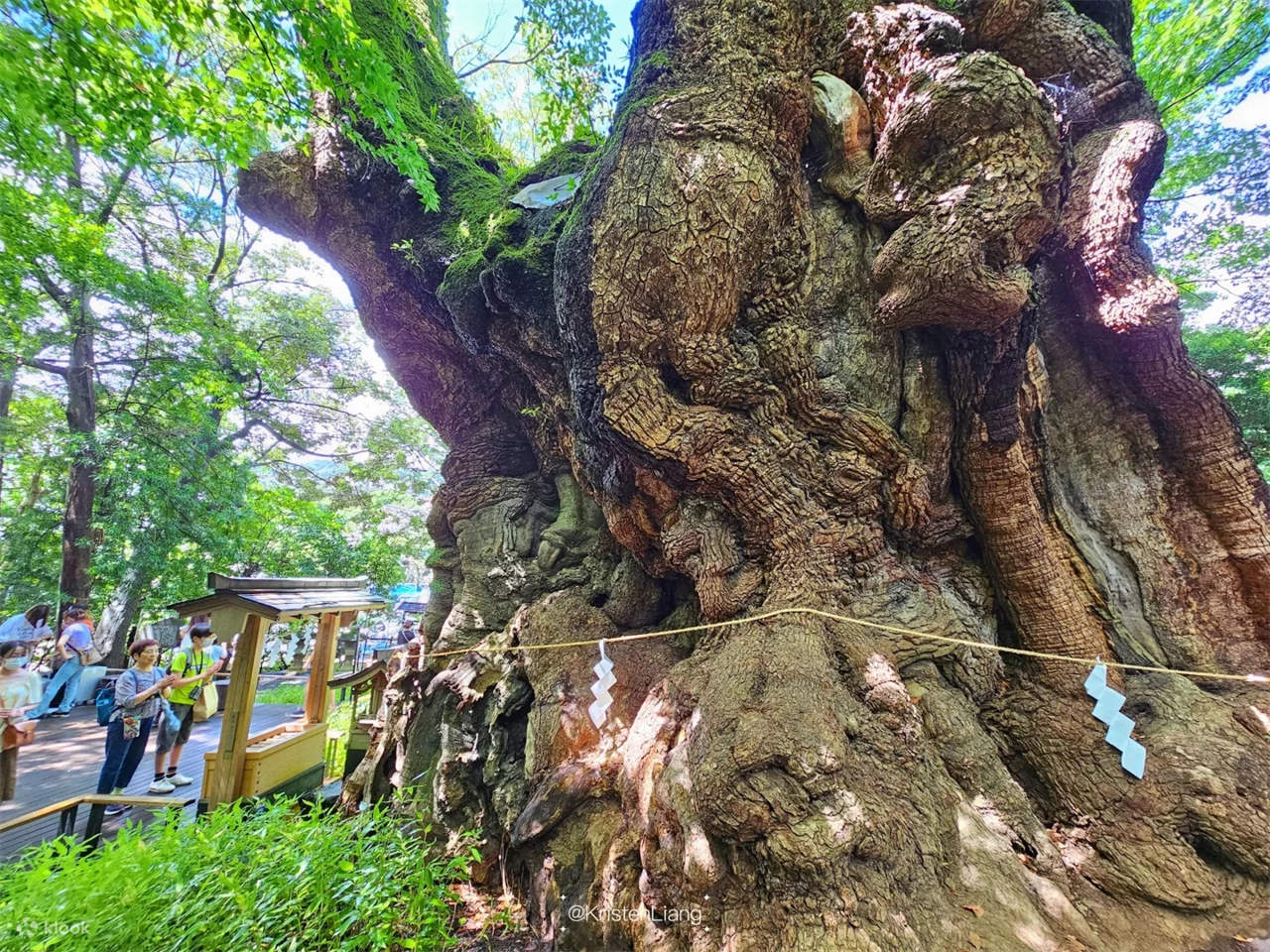 Atami & Izu: Kinomiya Shrine/Atami Baien Plum Garden & Izu Shuzenji ...