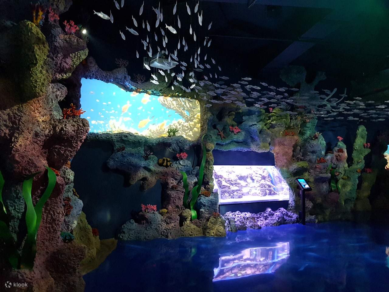 Half Day Tour Jakarta Aquarium and Pantai Indah Kapuk Jakarta - Klook ...