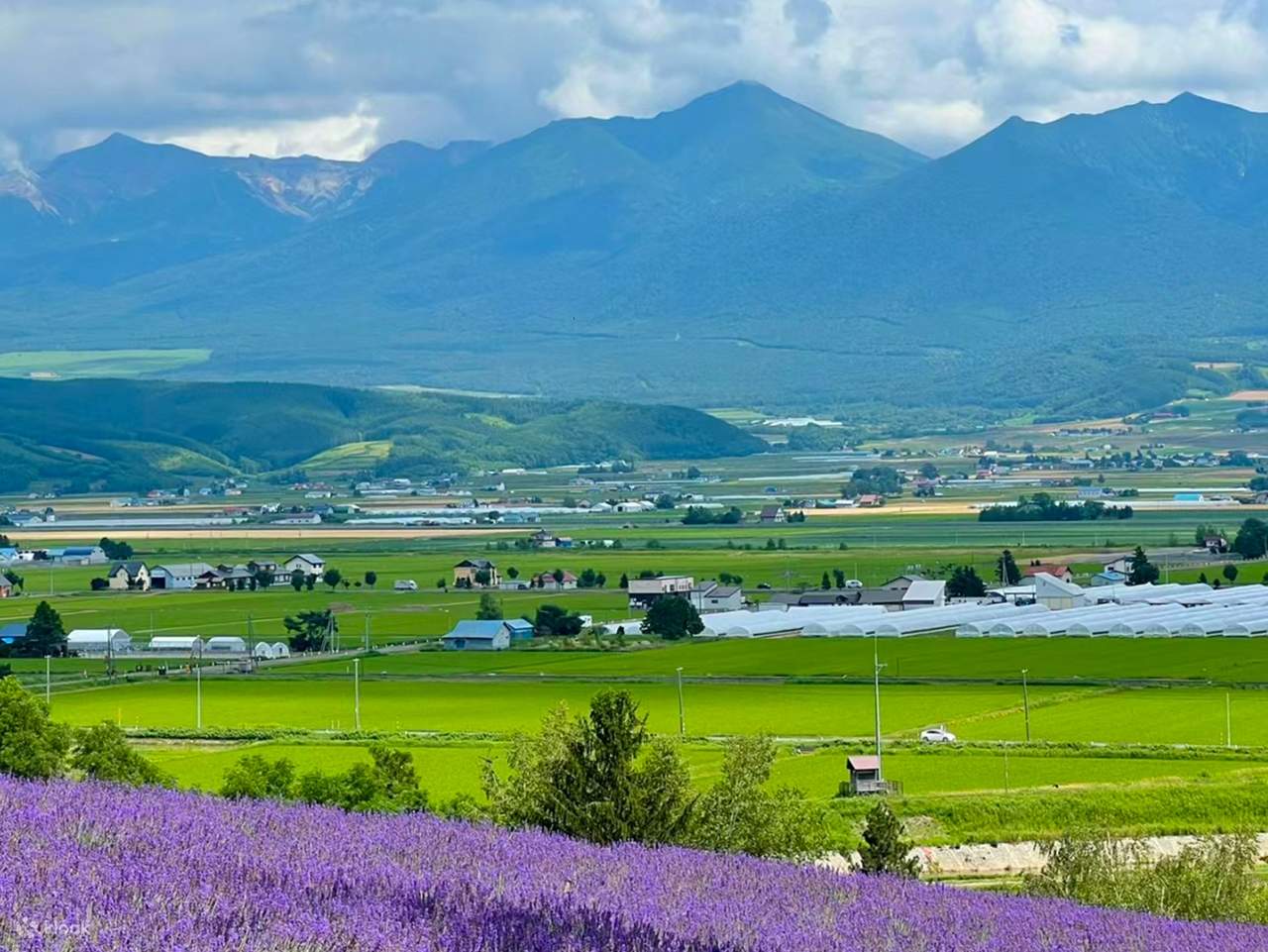 [Hokkaido Summer Hot Spots] Patchwork Road Seven Star Tree & Shikisai ...