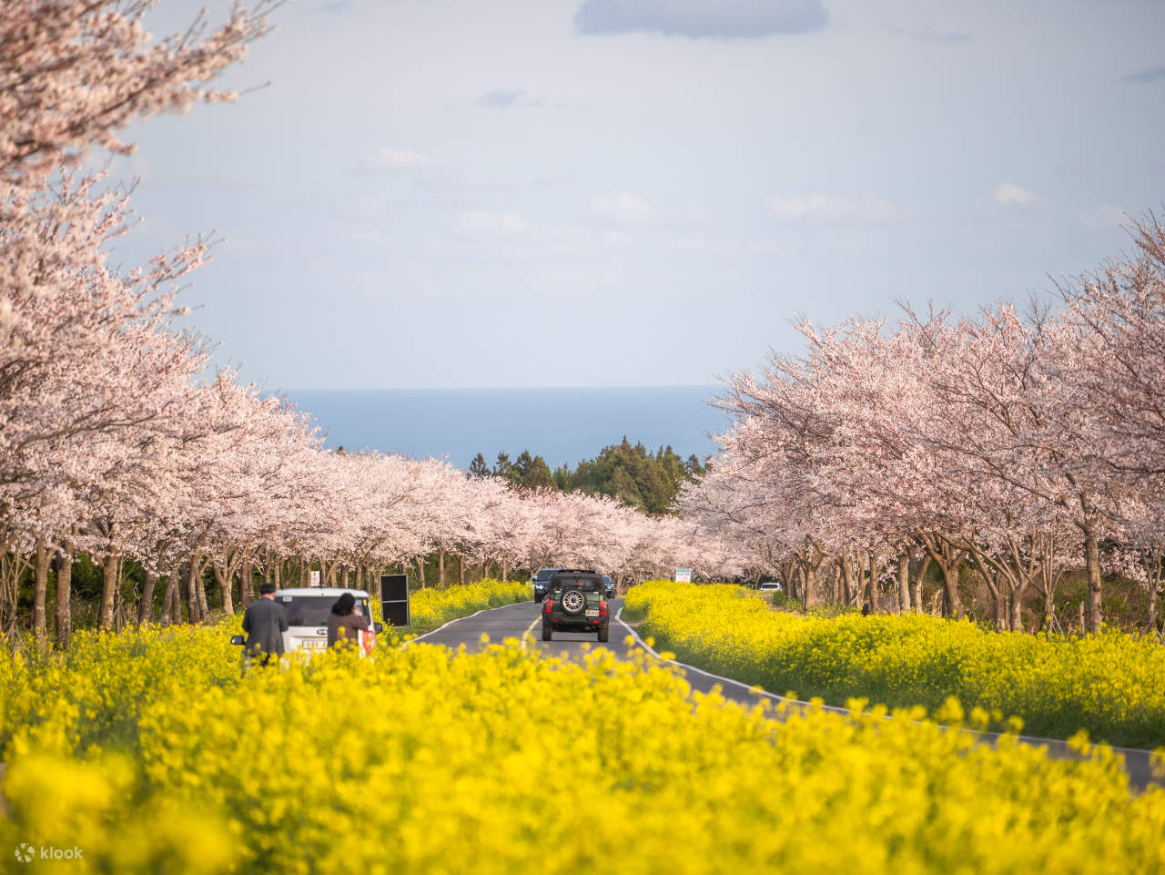 Jeju Cherry Blossom and K-Drama Fan day tour - Klook United States