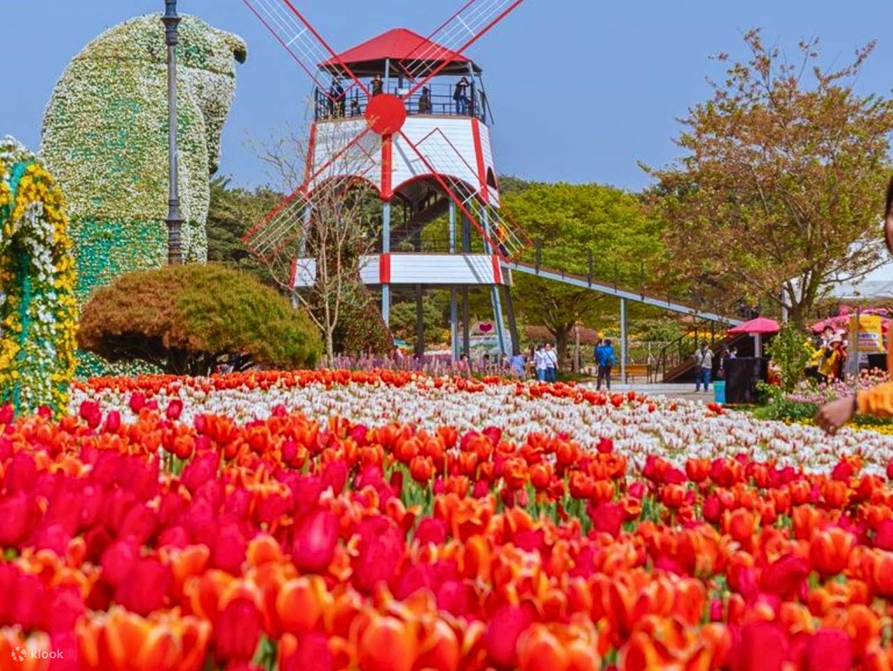 Taean Tulip Festival + Cheonripo Arboretum + Green Park Day Tour - Klook