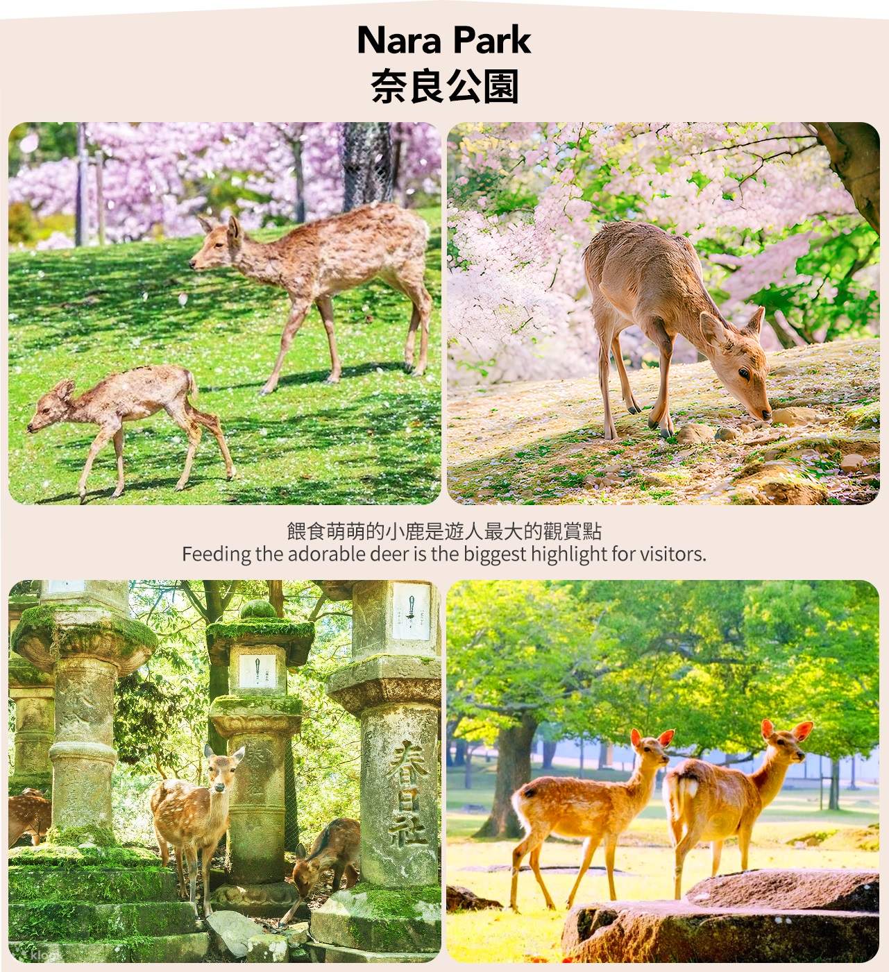 Nara Park, Fushimi Inari Shrine, and Arashiyama Day Tour (From Osaka) - Klook Stati Uniti