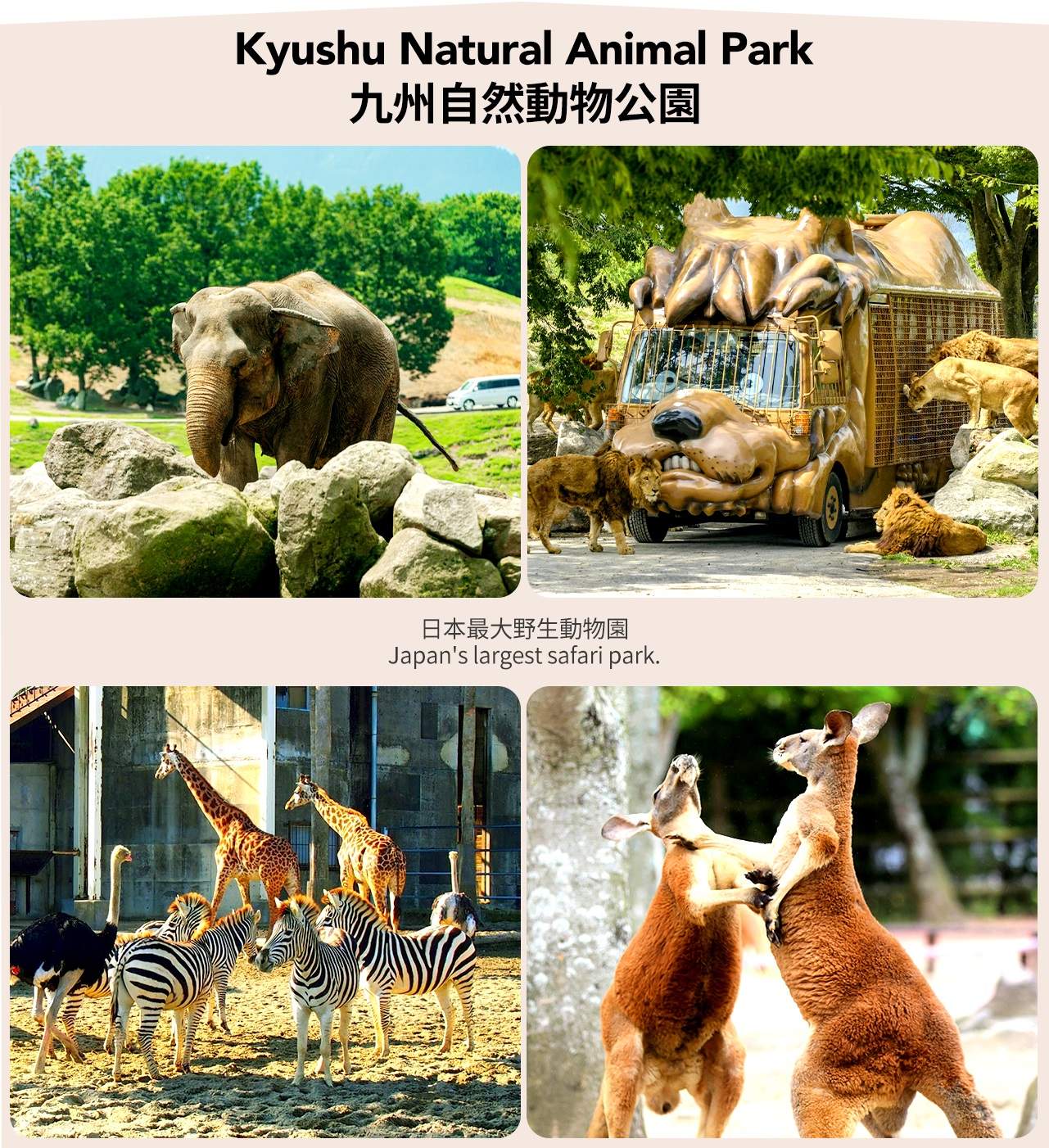 Kyushu Natural Zoo & Yufuin & Kinrin Lake & Sea Hell / Kitchen Hell Day ...