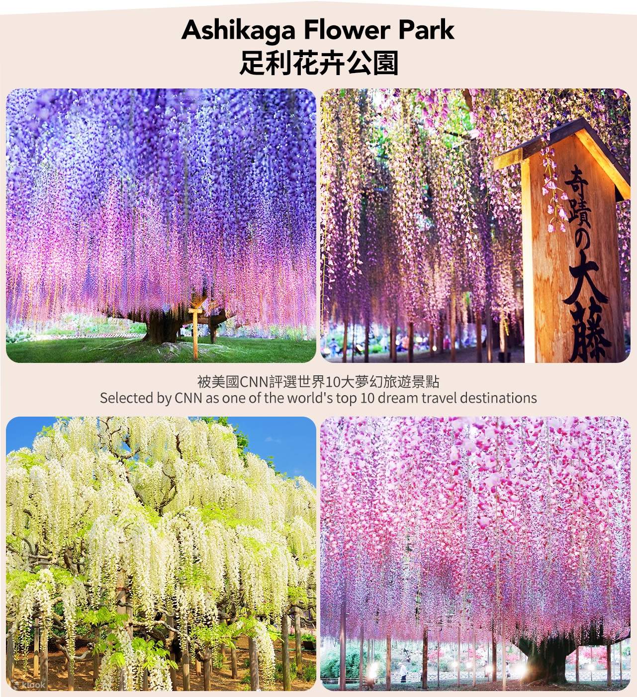 Ashikaga Flower Park Wisteria Festival, Ashikaga Orihime Shrine, Seven ...