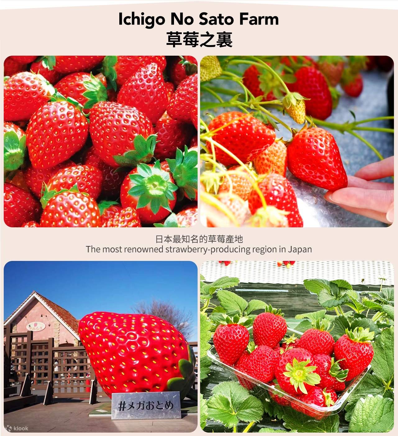 Ashikaga Flower Park Wisteria Festival, Ashikaga Orihime Shrine, Seven ...