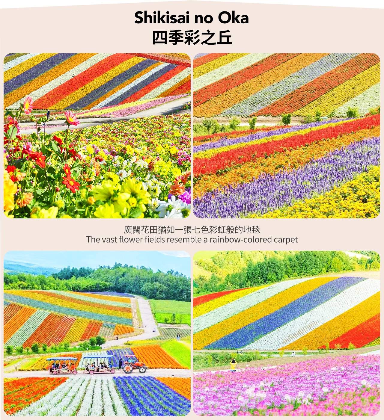 Shirogane Blue Pond, Forest Fairy Terrace, Shikisai Hill/Farm Tomita ...
