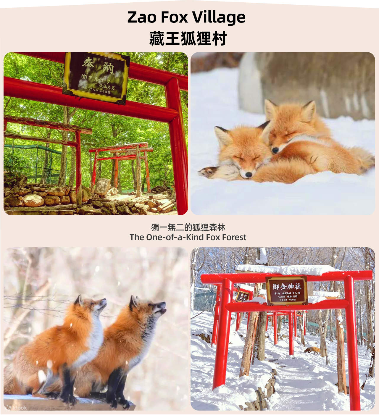 Dagtocht naar Miyagi Zao Fox Village & Shiroishi Umen Tsuriganean ...