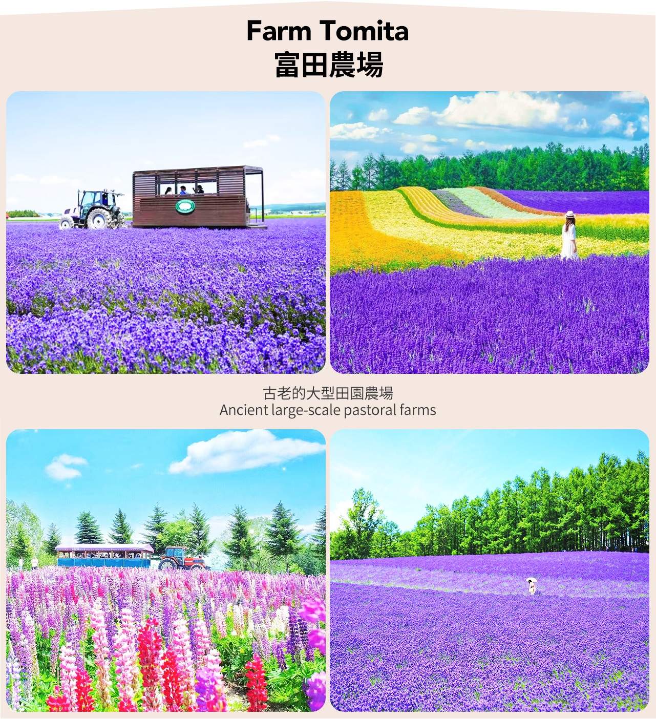 Shirogane Blue Pond, Forest Fairy Terrace, Shikisai Hill/Farm Tomita ...