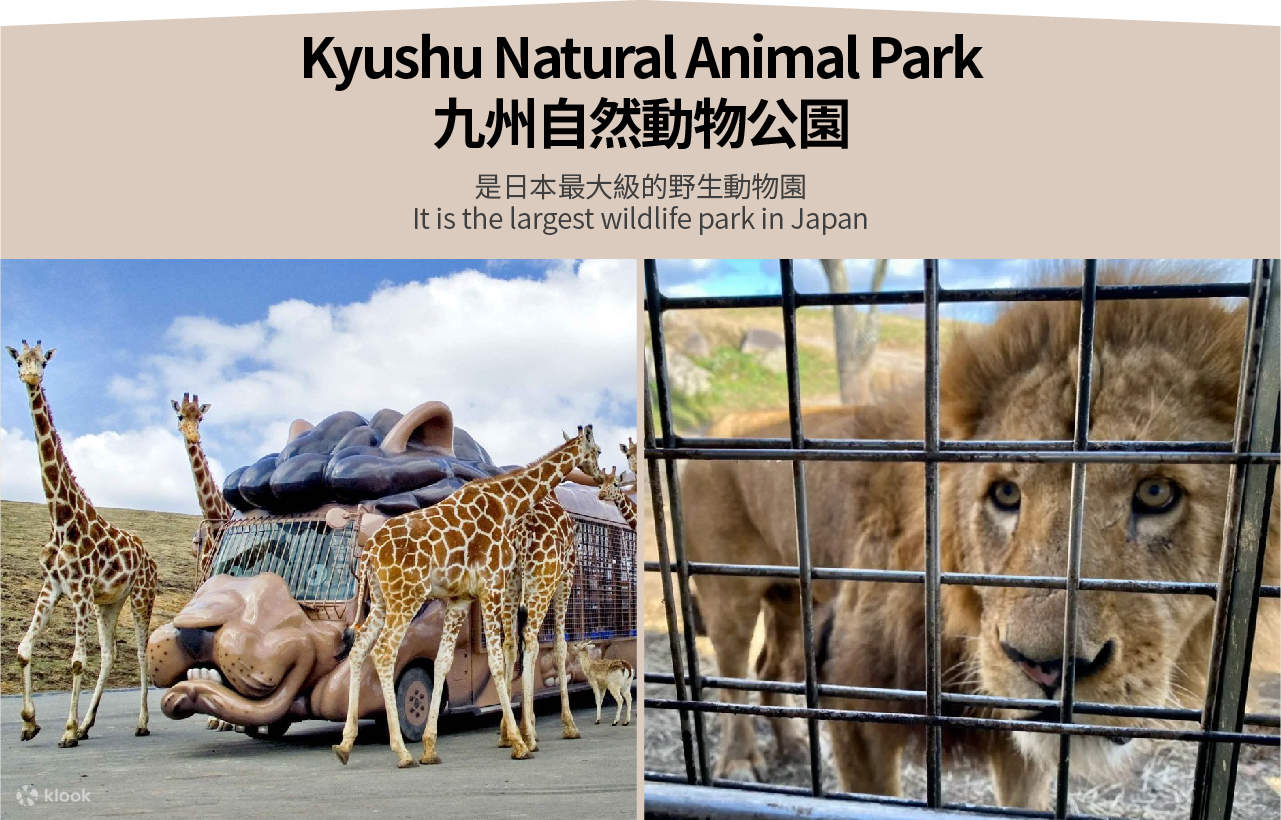 Kyushu Natural Zoo & Yufuin & Kinrin Lake & Sea Hell / Kitchen Hell Day ...