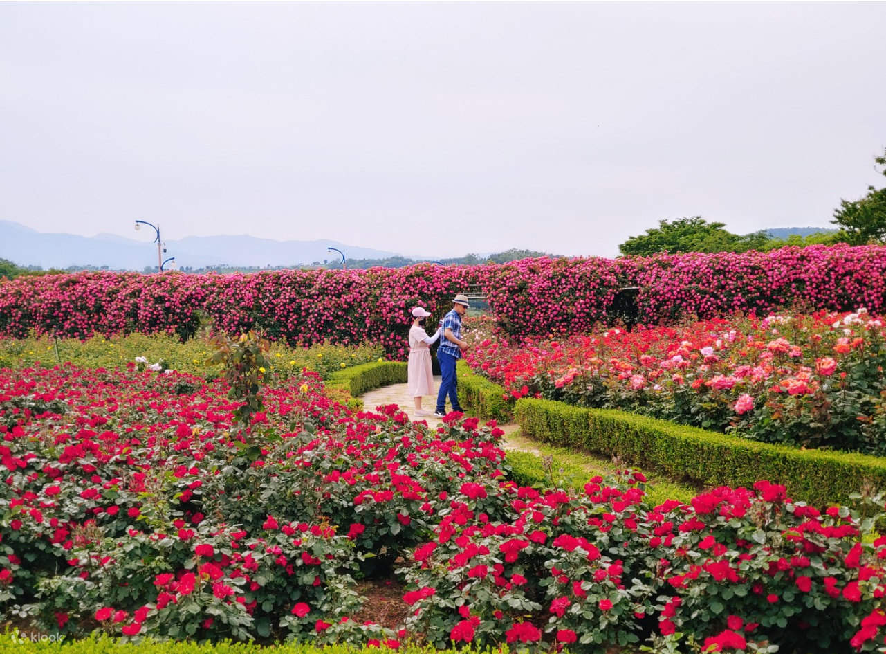 Samcheok Maengbang Canola Flower&Ocean rail bike+Donghae Day Tour - Klook