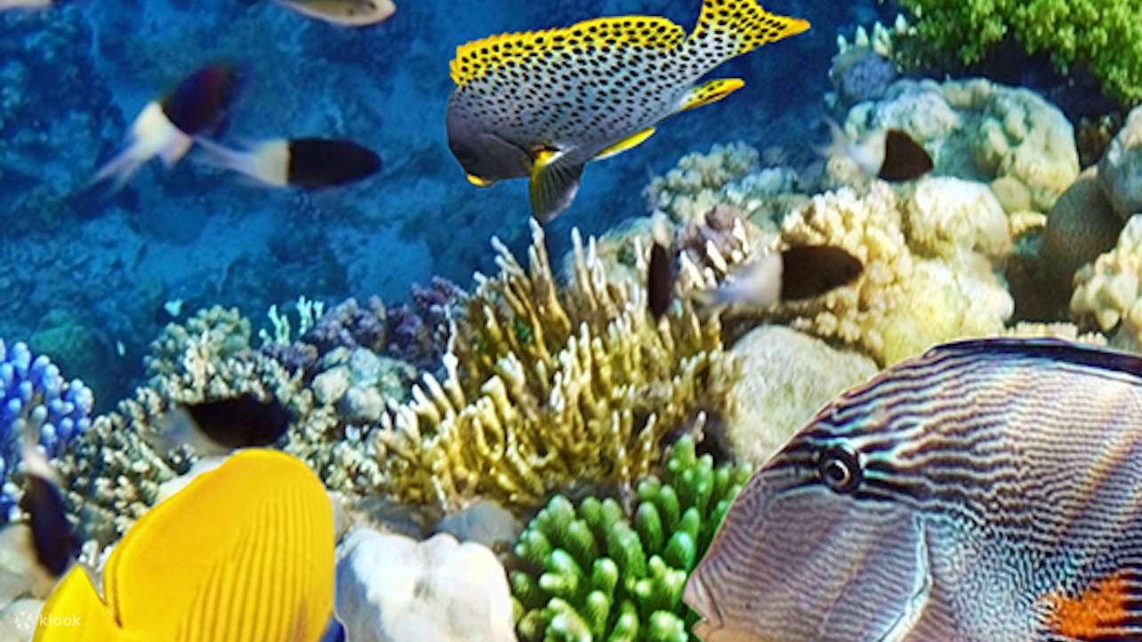 Gardaland SEA LIFE Aquarium ticket - Klook