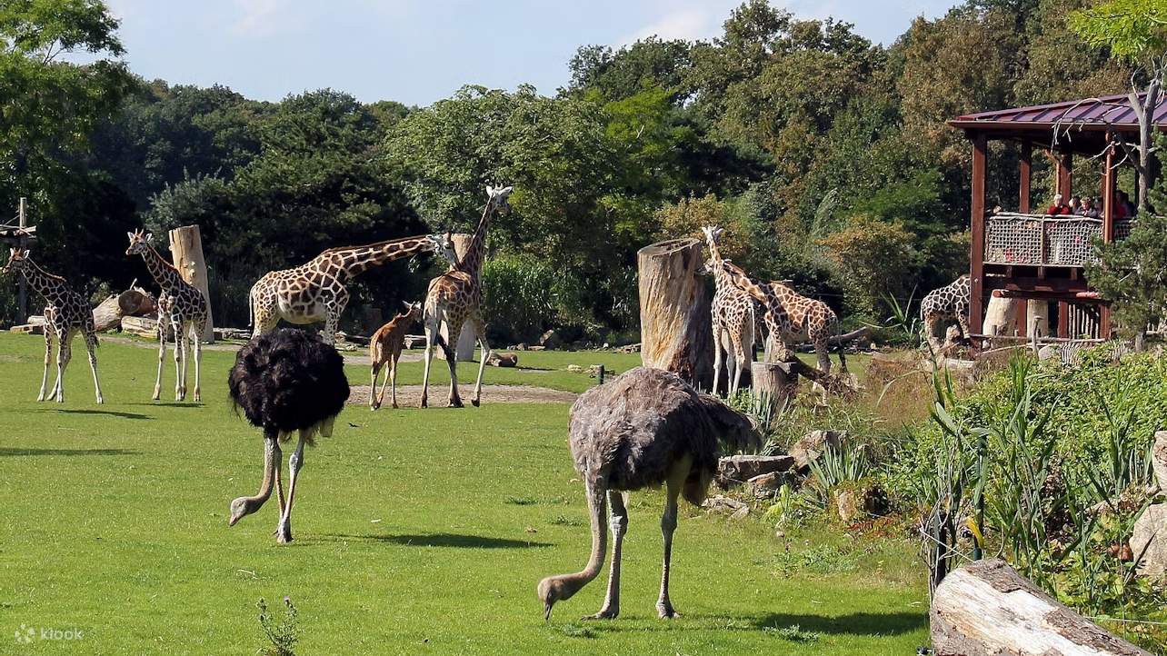 Leipzig Zoo ticket with day travel card - Klook Singapore