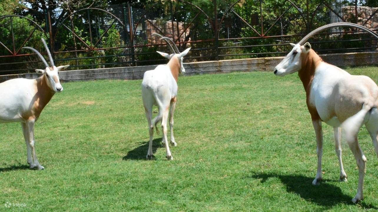 Zoo Koki ticket in Spain - Klook Philippines