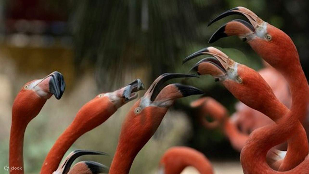 Lagos Zoo ticket - Klook Canada