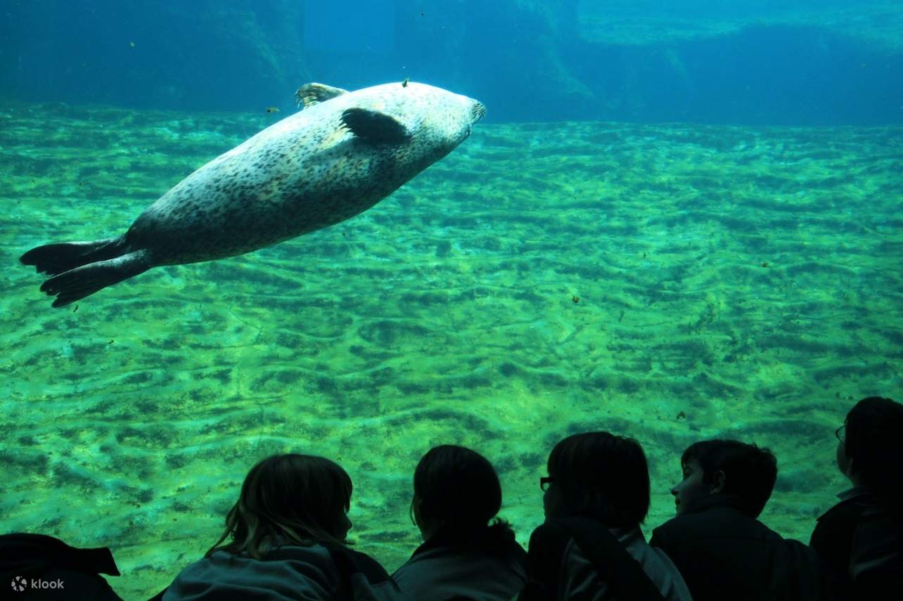 Ingresso all'Acquario Oceanografico di Valencia - Klook Stati Uniti