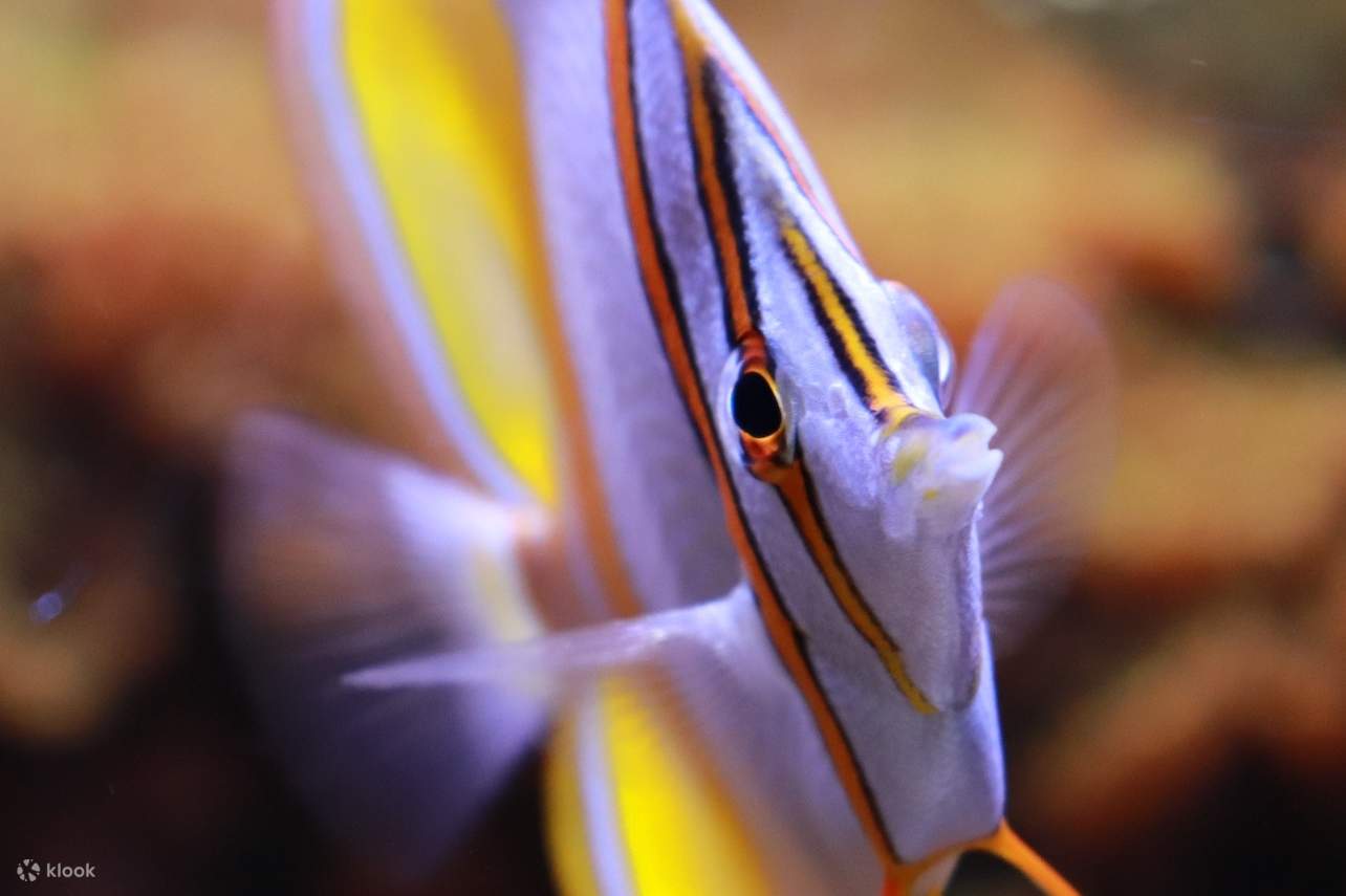 Kemasukan Akuarium du Grand Lyon - Klook Amerika Syarikat