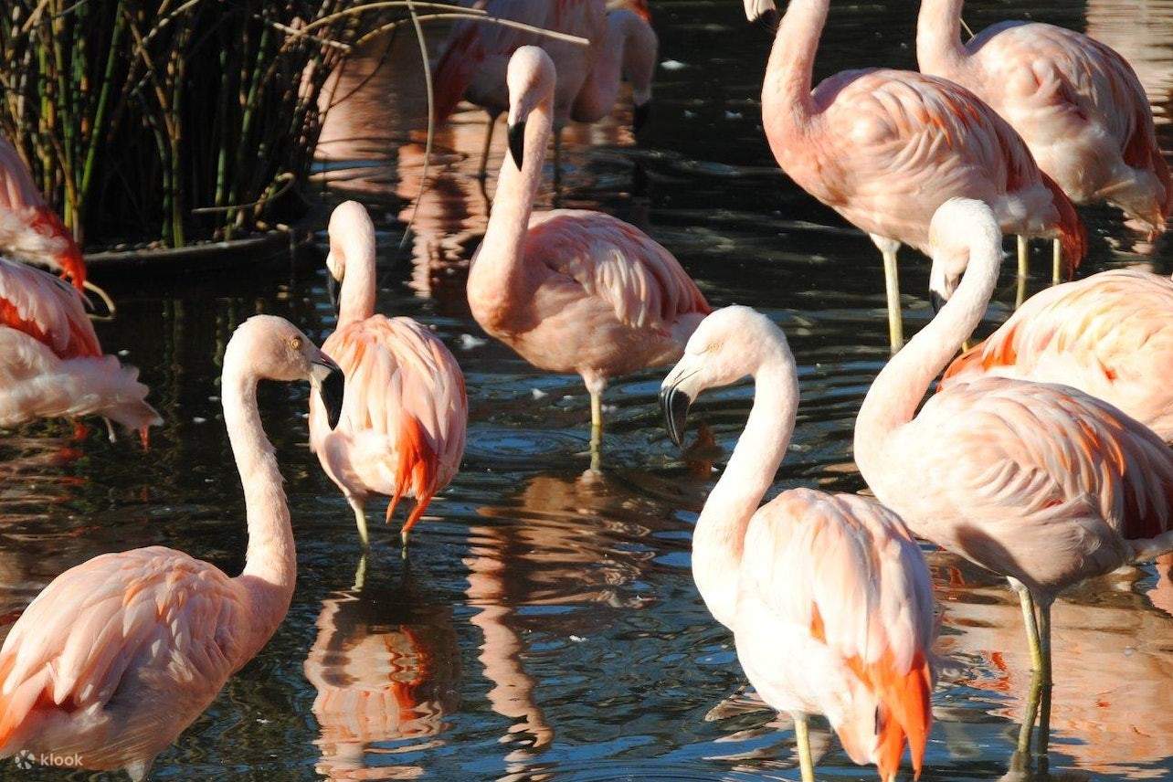Eintritt in den Temaiken Zoo mit Transport in Buenos Aires (direkter ...