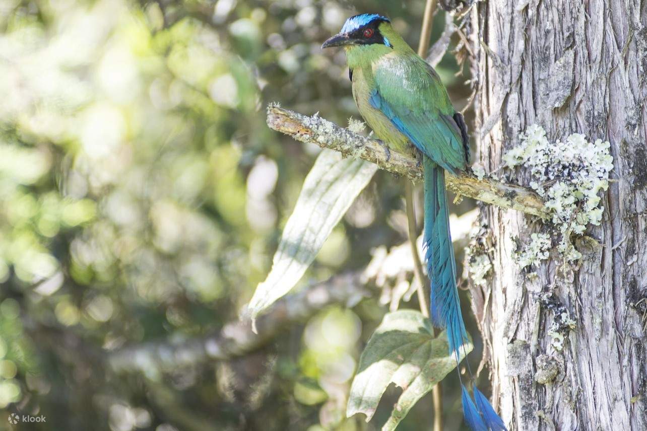 Medellin Parque Arvi Join In Walking Tour - Klook