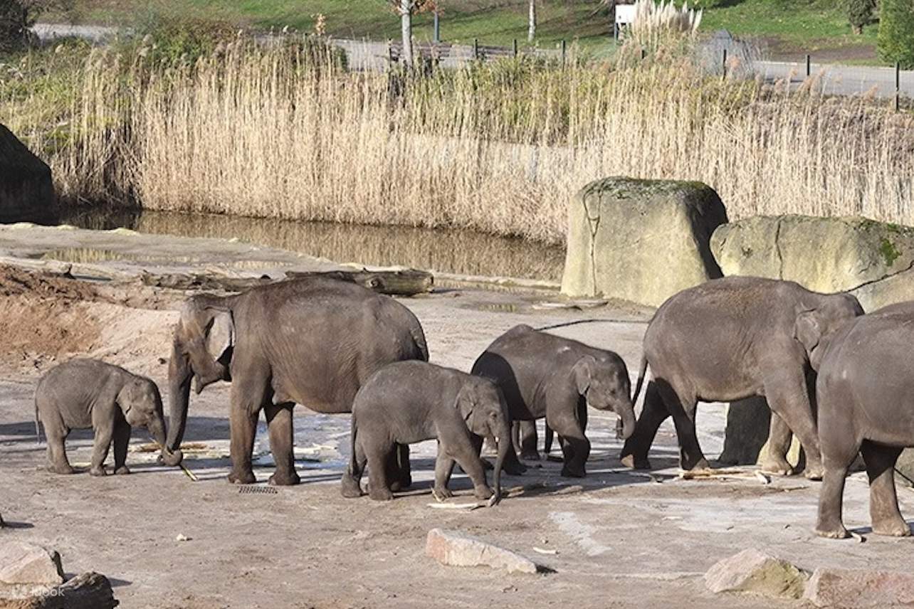 Cologne Zoological Garden ticket - Klook