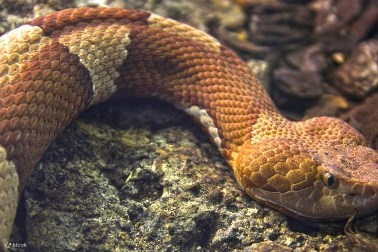 Tiket Terra Natura di Benidorm - Klook Indonesia