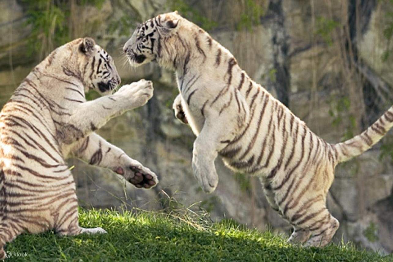 Eintritt in den Temaiken Zoo mit Transport in Buenos Aires (direkter ...