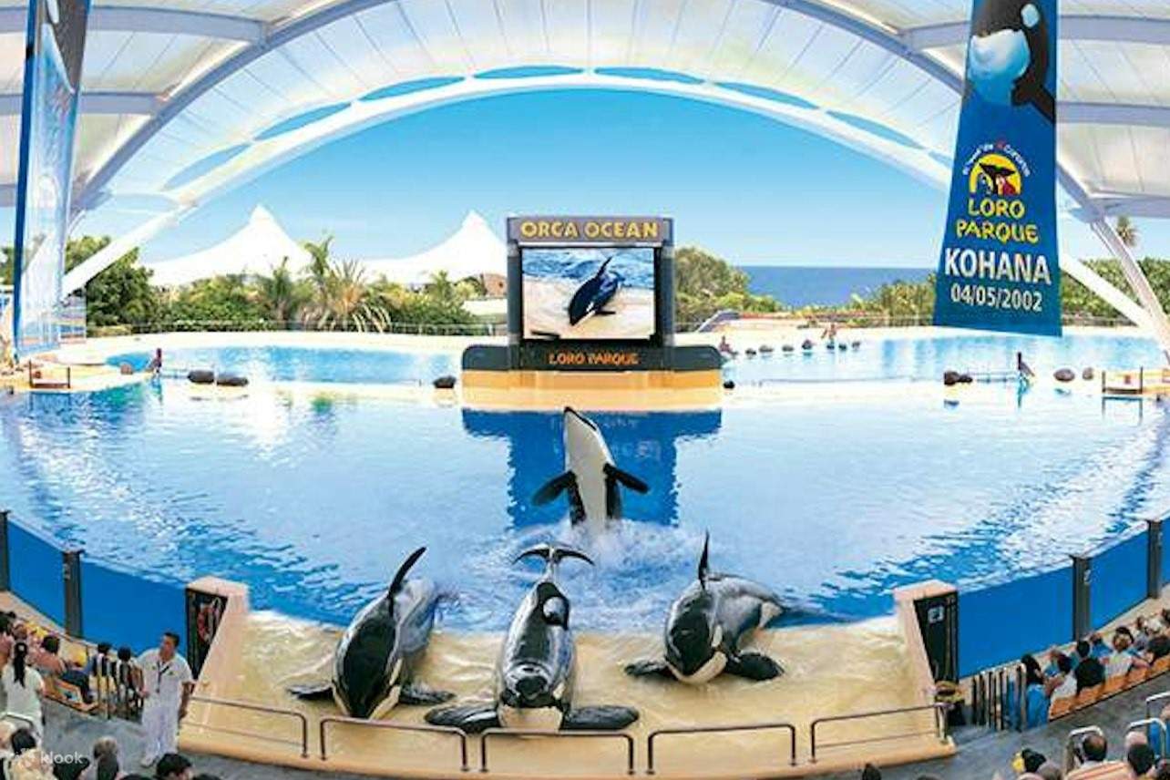 Biglietto per Loro Parque con transfer a Tenerife - Klook Stati Uniti