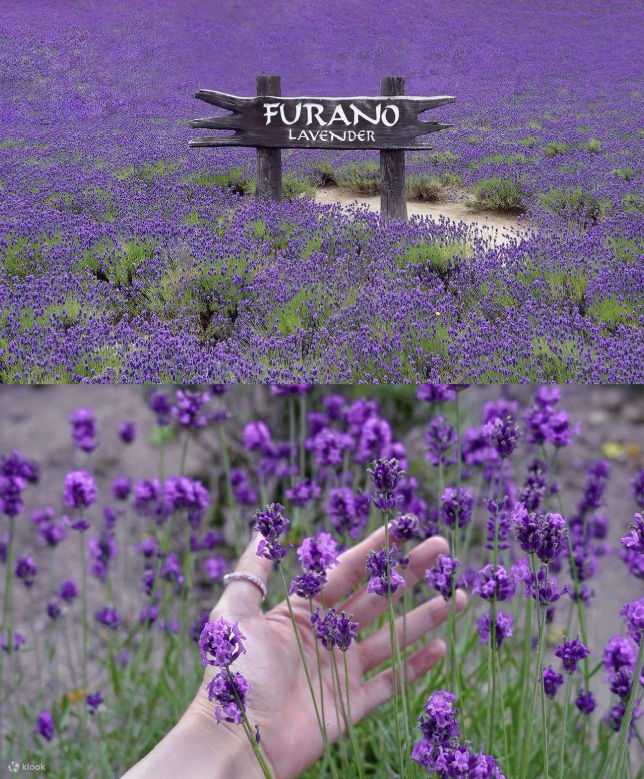 Hokkaido | Sapporo City/Furano/Lake Toya/Otaru Customized Chartered One ...