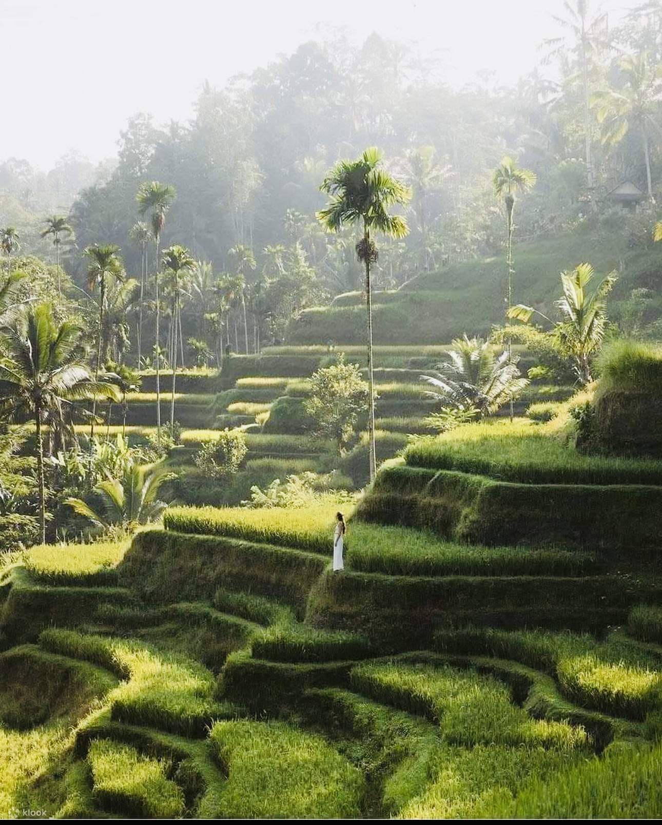 Kuil Besakih, Teres Padi, Air Terjun dan Lawatan Peribadi Kintamani ...
