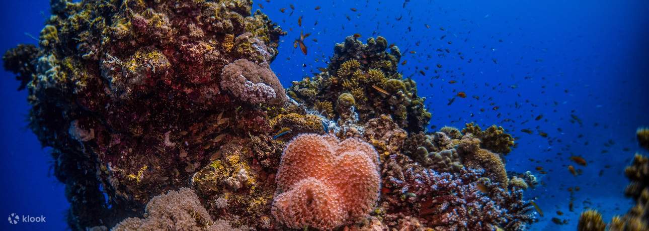 Scuba diving experience in Jeddah - Klook